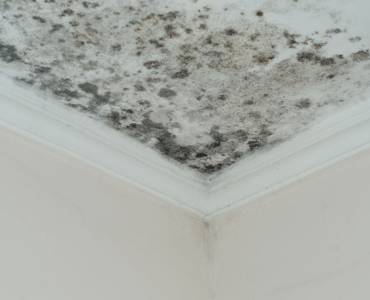 What Damage Can Mould Cause To Homes?