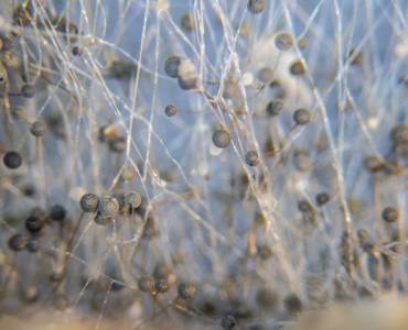 Do Household Moulds Release Mycotoxins?