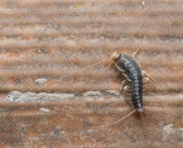 Does A Silverfish Infestation Mean You Have Mould?