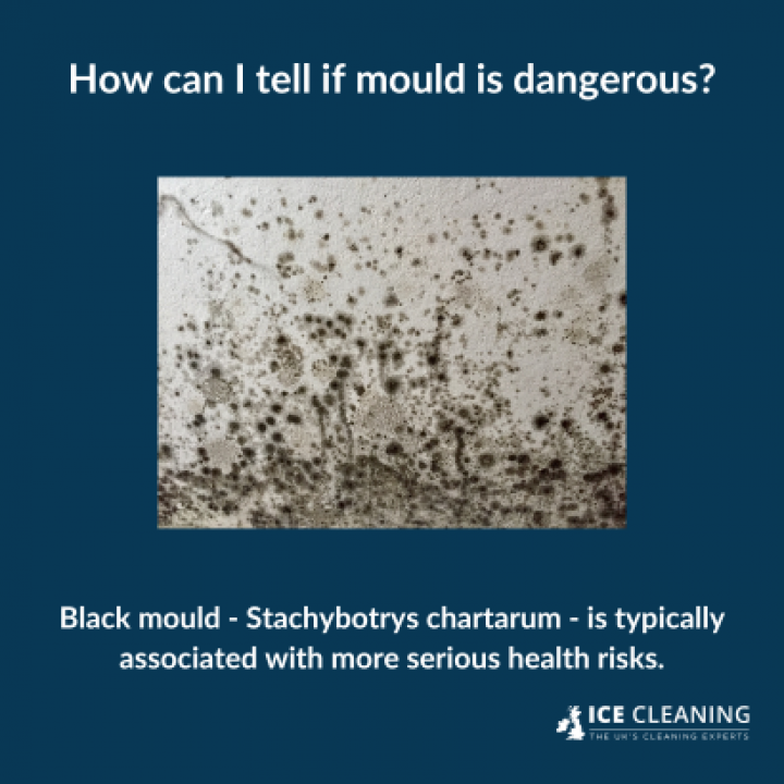 When Does Mould Become Dangerous?