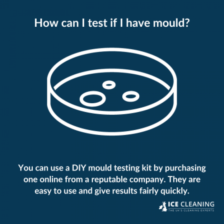 How To Test For Mould In Your Home