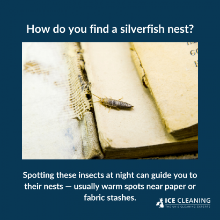 Does A Silverfish Infestation Mean You Have Mould?