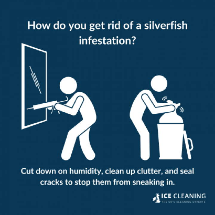Does A Silverfish Infestation Mean You Have Mould?