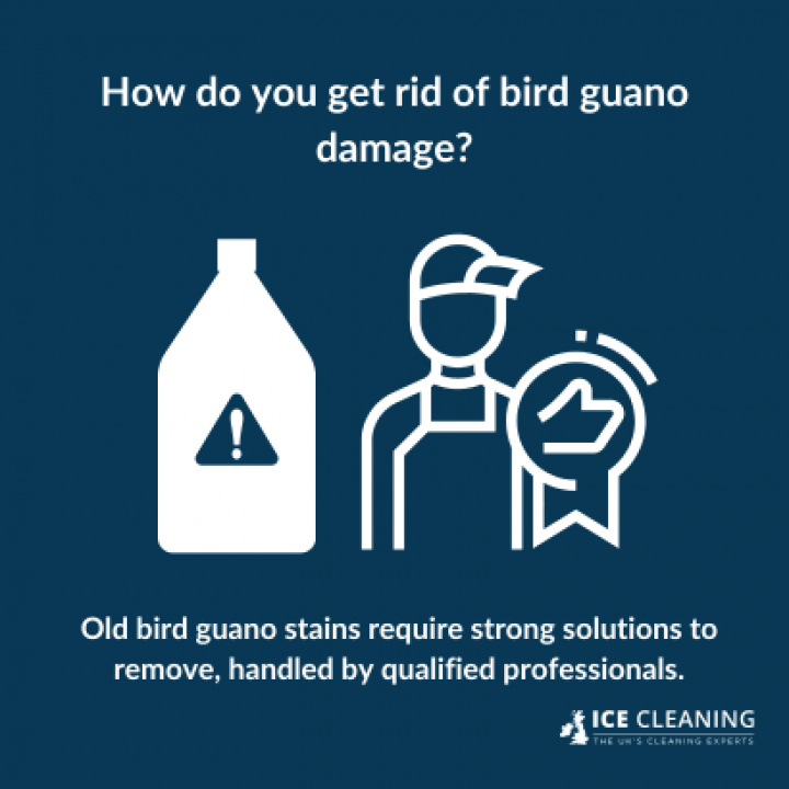 How To Remove Pigeon Guano From Your Patio
