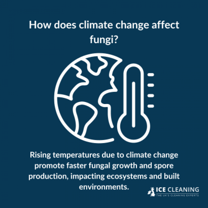 ICE Services Group Ltd - How Is Climate Change Affecting Mould Growth?