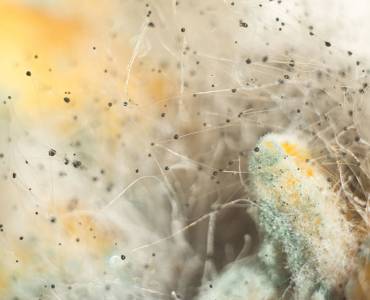 How Does Mould Affect Your Mental Health?