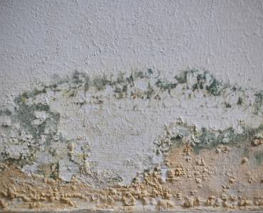 How To Control Mould Once It Starts Growing