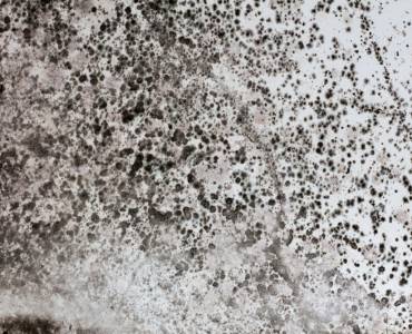 How To Get Rid Of Black Mould