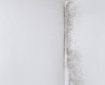 How To Remove Mould From Walls Without Damaging Paint