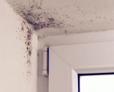 How To Spot Signs Of Mould