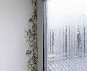 Mould Remediation