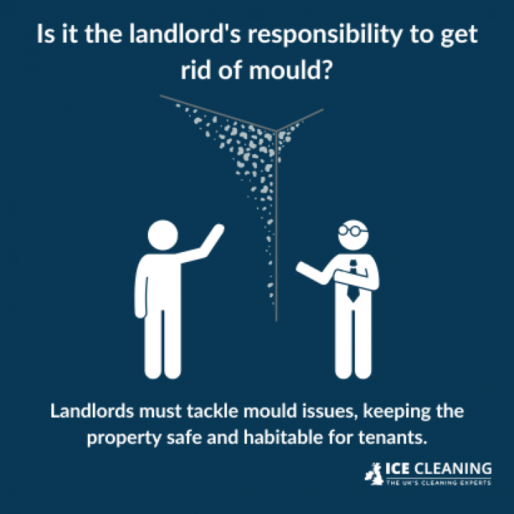 What Can You Do If Your Rental Property Has Mould?