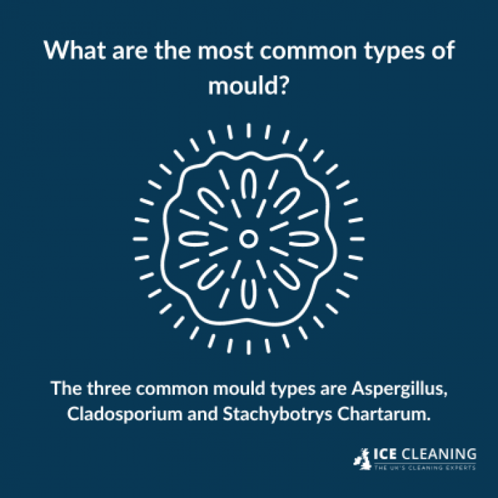 What Types Of Mould Can Grow In Your House?