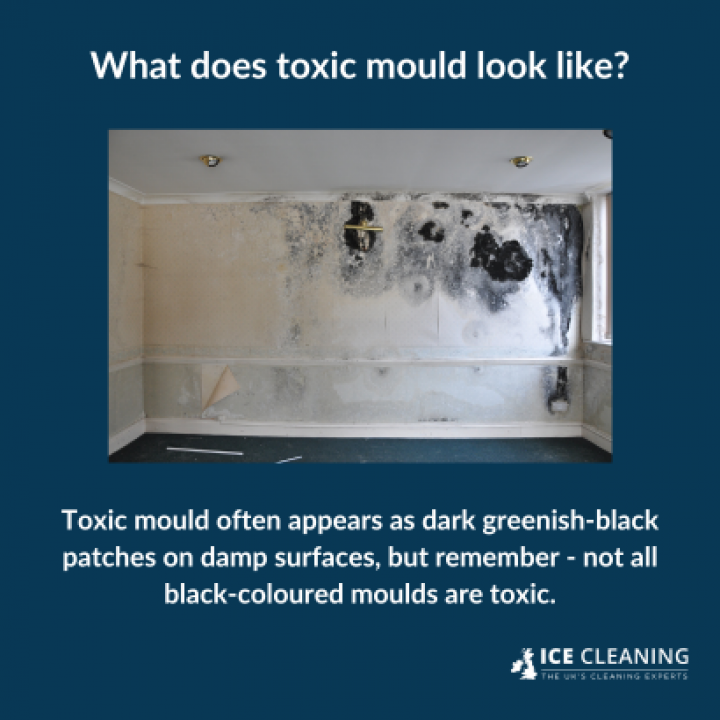 What Is Dead Mould and How Is It Dangerous?