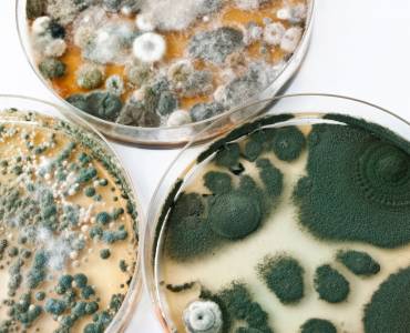 What Is Mould?