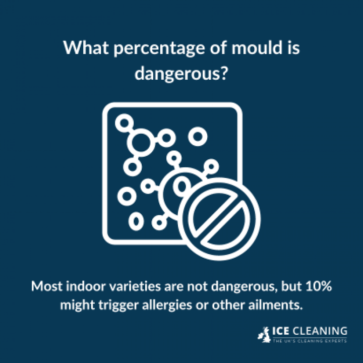 Is All Mould Dangerous?