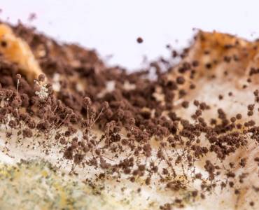 When Does Mould Release Spores?