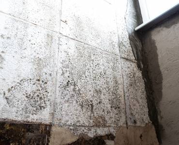 Why Does Mould Grow After A Fire?