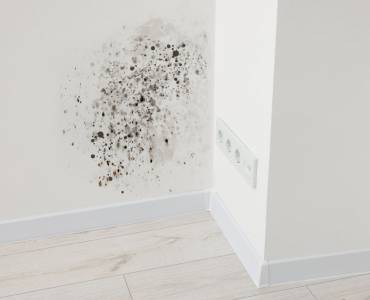 Why Does Mould Grow On Walls?