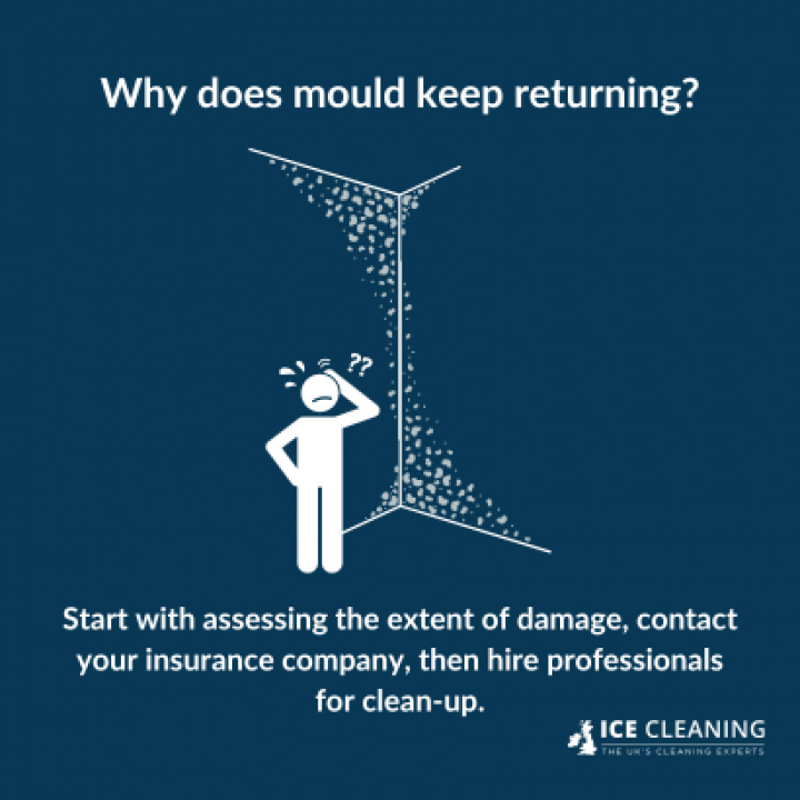 Why Mould Keeps Returning In Your Home Why Mould Keeps Returning In Your Home